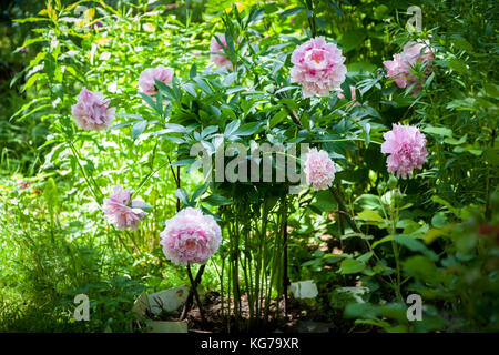 Bush der rosa Pfingstrosen arah Bernhardt' im Garten. sonnigen Tag ...