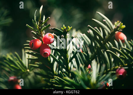 Wald der Eibe (Taxus Baccata) und ein verwesender Zweig in Huhn der ...