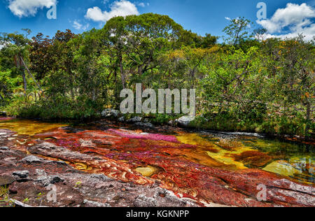 Rote Algen von Cano cristales "Fluss der fünf Farben' oder die 'Liquid ...