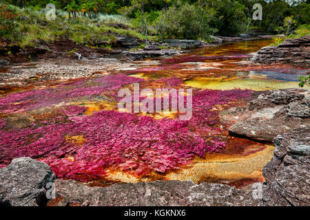 Rote Algen von Cano cristales "Fluss der fünf Farben' oder die 'Liquid ...