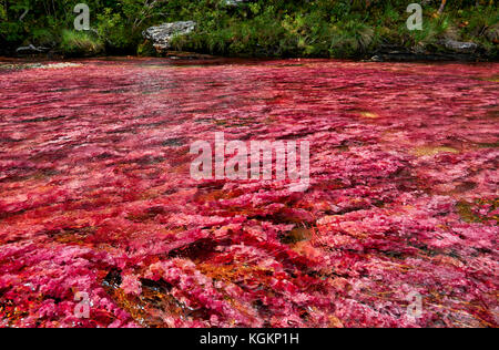 Rote Algen von Cano cristales "Fluss der fünf Farben' oder die 'Liquid ...