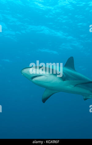 Karibischer Riffhai (Carcharhinus Perezi), Schwimmen im Freiwasser ...