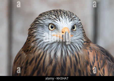 Rotmilan (Milvus milvus) Erwachsenen sitzen auf Zaun Pfosten mit Vieh ...