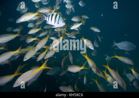 Gemischte Schule von Yellowtail und Sergeant Major Fisch. Florida Keys ...