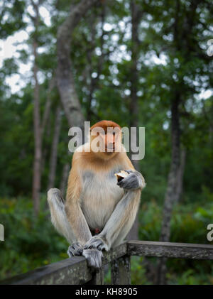 Malaysia, nosy Affe, Nasalis larvatus, Portrait, Natur, Naturpark ...