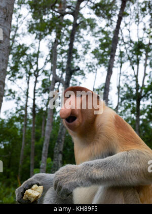 Malaysia, nosy Affe, Nasalis larvatus, Portrait, Natur, Naturpark ...