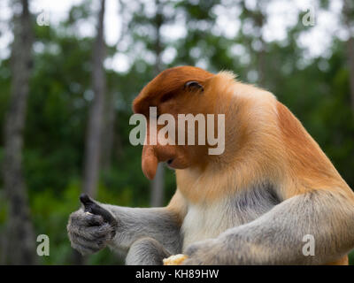 Malaysia, nosy Affe, Nasalis larvatus, Portrait, Natur, Naturpark ...