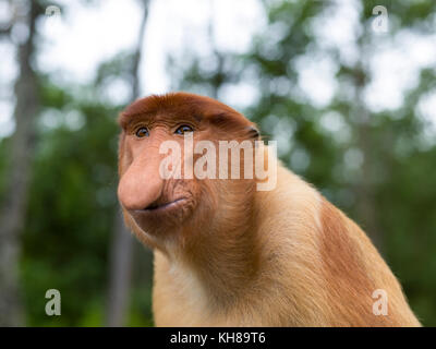 Malaysia, nosy Affe, Nasalis larvatus, Portrait, Natur, Naturpark ...