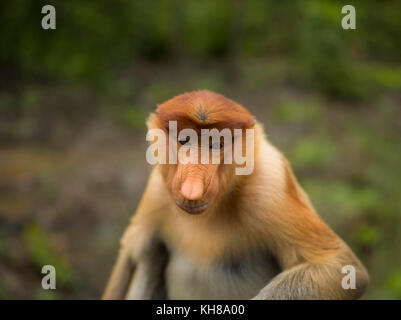 Malaysia, nosy Affe, Nasalis larvatus, Portrait, Natur, Naturpark ...