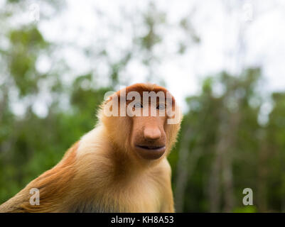 Malaysia, nosy Affe, Nasalis larvatus, Portrait, Natur, Naturpark ...