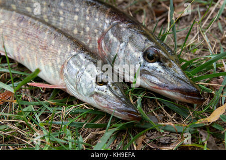 Gerade vom Wasser Süßwasserfische Güster oder silber Fisch als blicca ...
