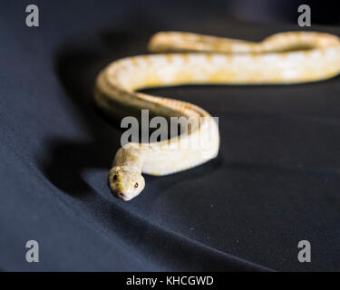 Creamsicle Kornnatter (bieten Guttata X Pantherophis Emoryi ...