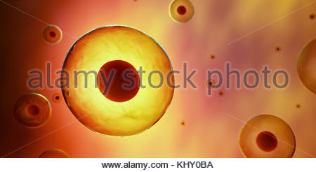 Embryonale Stammzellen Kolonie unter einem Mikroskop 3D-Darstellung ...