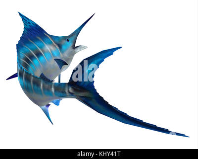 Predator Marlin Fische - die Blue Marlin ist ein beliebter Fisch sport ...