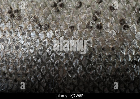 Fischschuppen Lachs makro Bild Stockfoto, Bild: 166130617 - Alamy