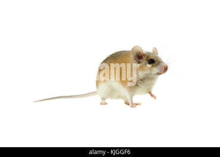 Maus Mit Weissem Bauch