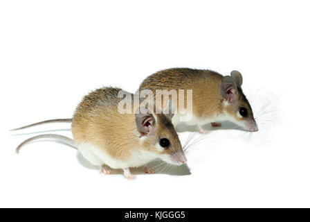 Maus Mit Weissem Bauch