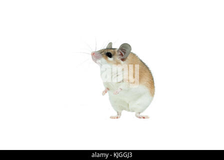 Maus Mit Weissem Bauch