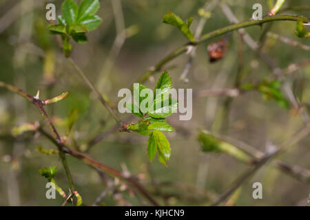 Hundsrose, Hundsrose, Heckenrose, Wildrose, junge Blätter, Blatt ...