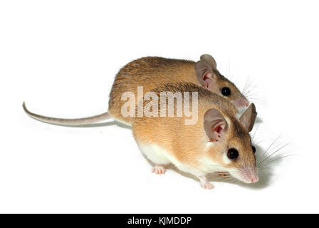 Maus Mit Weissem Bauch