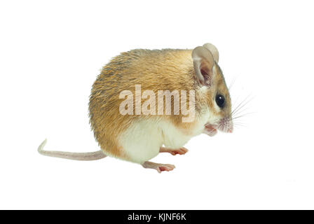 Maus Mit Weissem Bauch