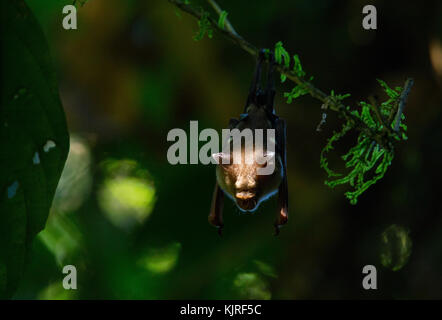 Diadem-Leaf-gerochene Bat oder Diadem Roundleaf Bat (Hipposideros ...