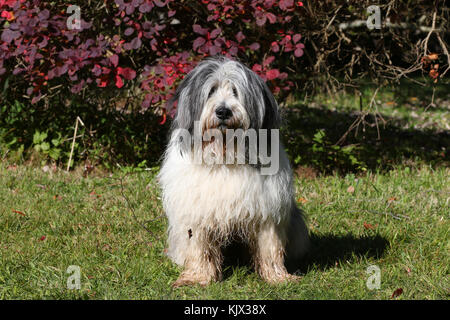 Schäferhund - polnische Tiefland polish Lowland sheepdog valee ...