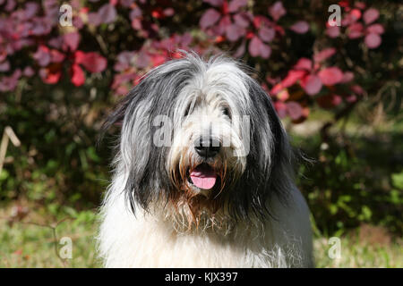 Schäferhund - polnische Tiefland polish Lowland sheepdog valee ...