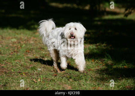 Schäferhund - polnische Tiefland polish Lowland sheepdog valee ...