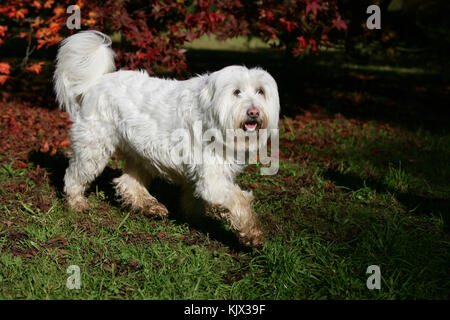 Schäferhund - polnische Tiefland polish Lowland sheepdog valee ...