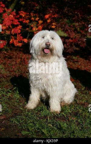 Schäferhund - polnische Tiefland polish Lowland sheepdog valee ...