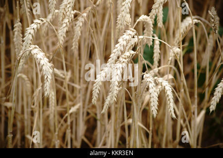 Ähren auf einem Getreidefeld eines Landwirts in Sommer, Aehren von ...