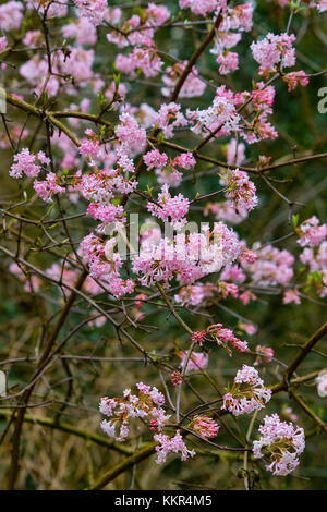 Rosa blühenden Strauch mit einer Fülle von Blumen der Arrowwood 'dawn ...