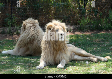 Löwe liegend auf dem Rücken (Panthero Leo), Mashatu Wildreservat, Tuli ...