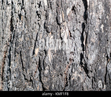 Eine Nahaufnahme der Kiefer detaillierte Rinde Textur des hölzernen ...