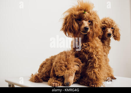 Adorable Mini Toy Pudel mit goldenen braunes Fell auf weißem ...