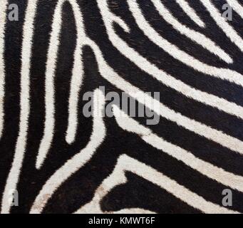 Nahaufnahme von Zebra Fell Stockfoto, Bild: 14564933 - Alamy