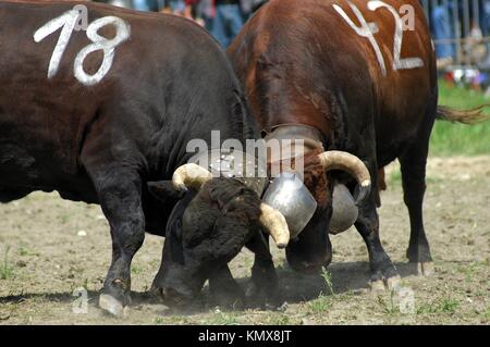Kampf der Königinnen, Schweizer Kuhkämpfe, Kuh Kampfarena Aproz, Wallis, Schweiz Stockfotografie ...