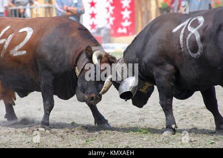 Wettbewerb der Eringer Kühe, Schweiz kämpfen Stockfotografie - Alamy
