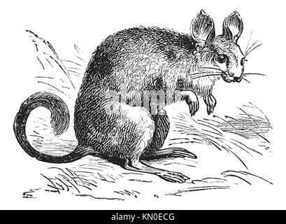 Langschwein-Chinchilla (Chinchilla lanigera), heimische Rasse ...