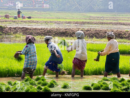 Arbeiterinnen arbeiten auf dem Reisfeld Felder in Kerala, Südindien ...