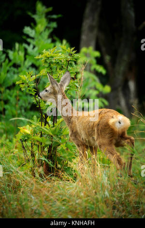 Nahaufnahme von junges Reh Essen grass Stockfoto, Bild: 134835994 - Alamy