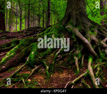 Surrealen Märchen fine art Fantasy outdoor Bild des gigantischen ...