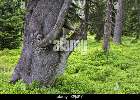 Fichten Picea Abies Fichte Wald, Monokultur Stockfoto, Bild: 123123212 ...