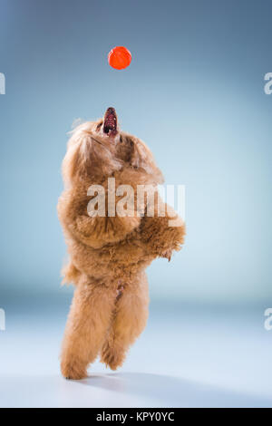 Ein entzückender Pudel im Miniaturformat, der am Strand mit einem Ball ...