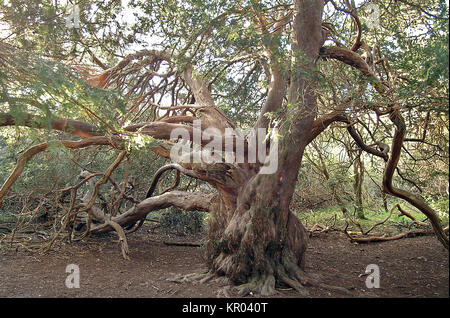 Alte Eiben in Kingley Vale National Nature Reserve, Chichester, England ...