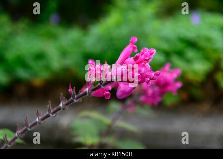 Rose Blatt Salbei, Salvia Involucrata "Boutin", Lamiaceae. Mexiko ...
