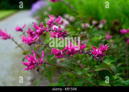 Rose Blatt Salbei, Salvia Involucrata "Boutin", Lamiaceae. Mexiko ...