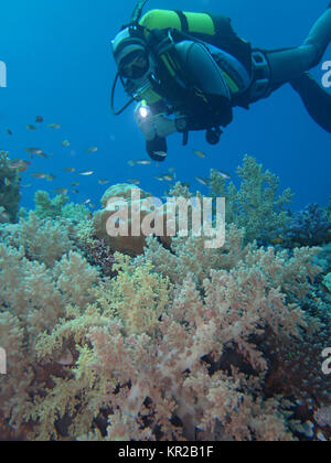 Taucher und Korallenriff, Saint Johns Riff, Rotes Meer, Ägypten ...