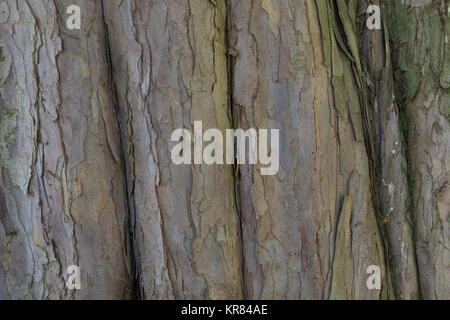 Die Europäische Eibe, Eibe, Eibenbaum, Rinde, Borke, Stamm, Baumstamm ...